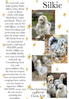 Silkies | Mulberry Meadow Farms